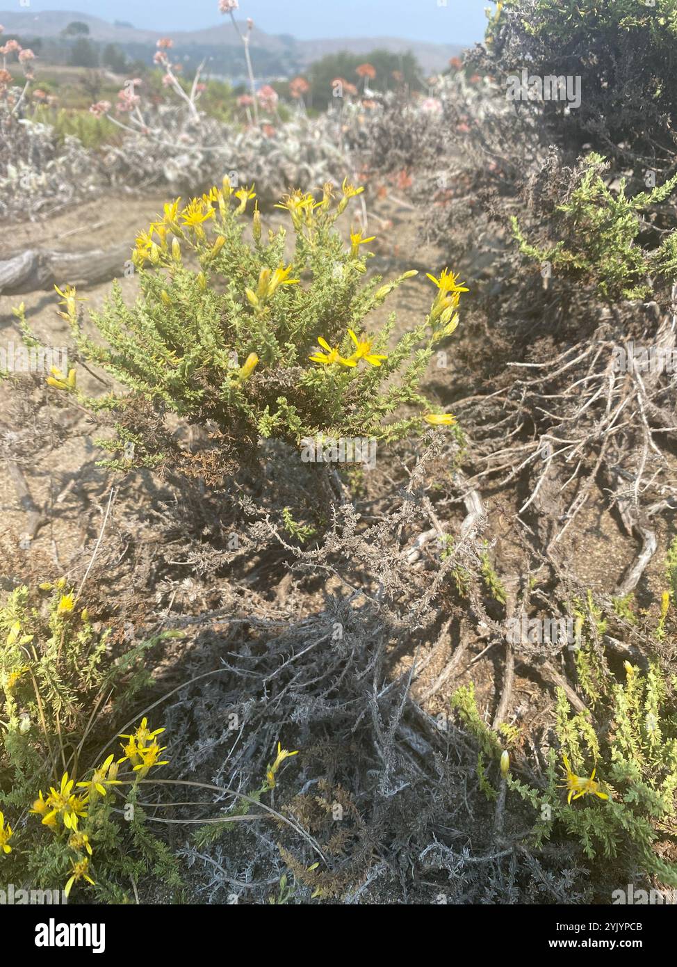 Ericameria ericoides hi-res stock photography and images - Alamy