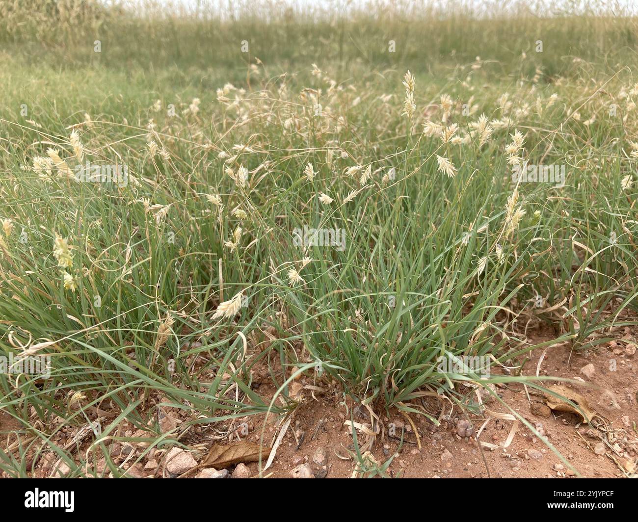 buffalograss (Bouteloua dactyloides Stock Photo - Alamy