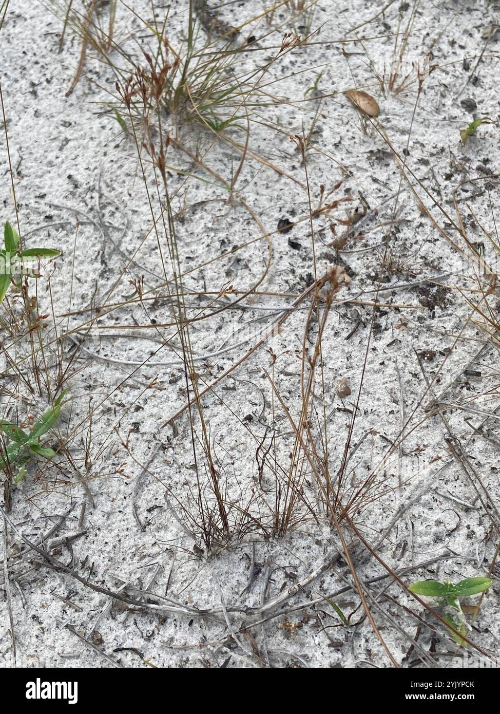 Capillary Hairsedge (Bulbostylis ciliatifolia Stock Photo - Alamy