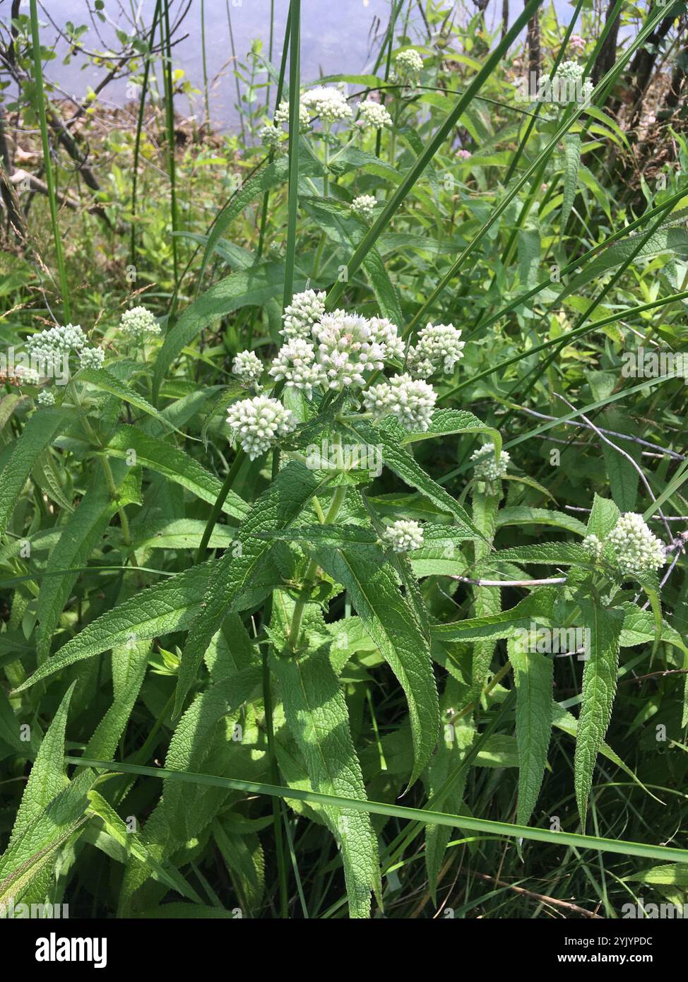 common boneset (Eupatorium perfoliatum Stock Photo - Alamy