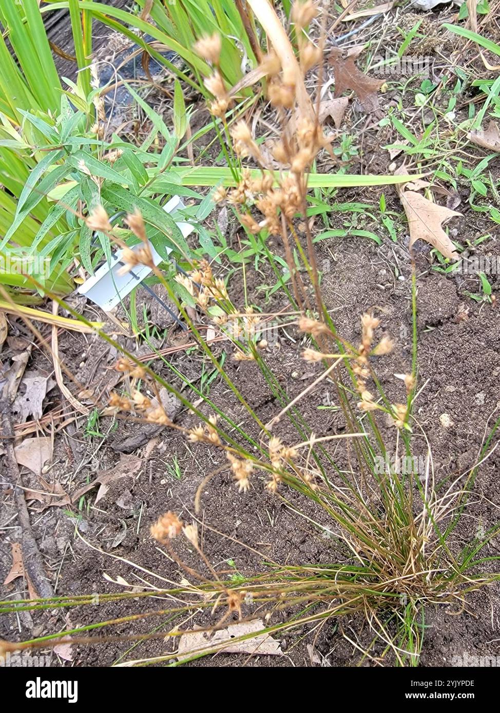Slender Path Rush (Juncus tenuis Stock Photo - Alamy