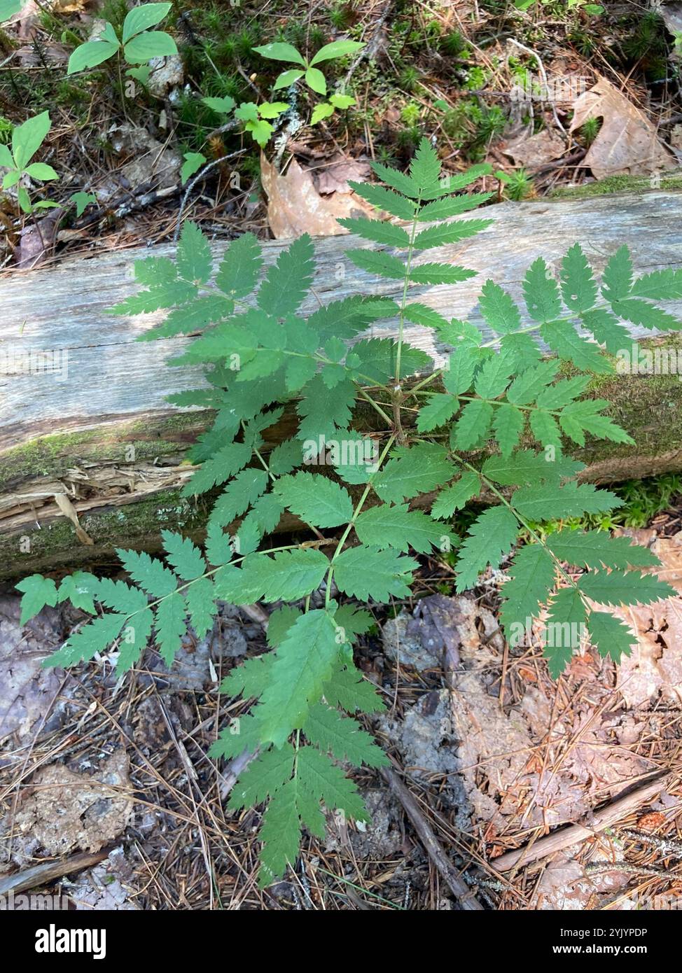showy mountain-ash (Sorbus decora Stock Photo - Alamy