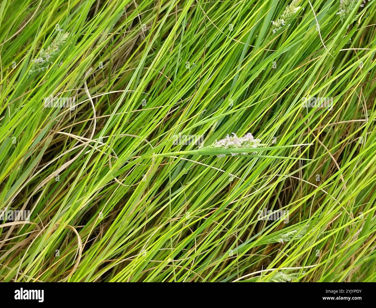 Saltgrass (Distichlis spicata Stock Photo - Alamy