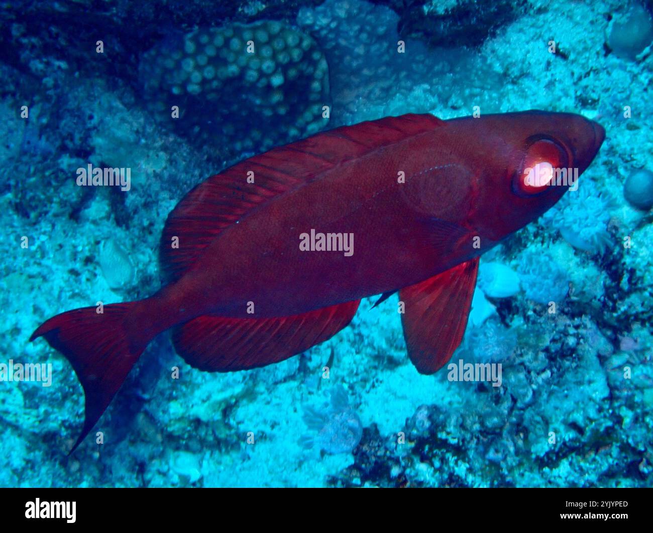 Crescent-tail Bigeye (Priacanthus hamrur Stock Photo - Alamy