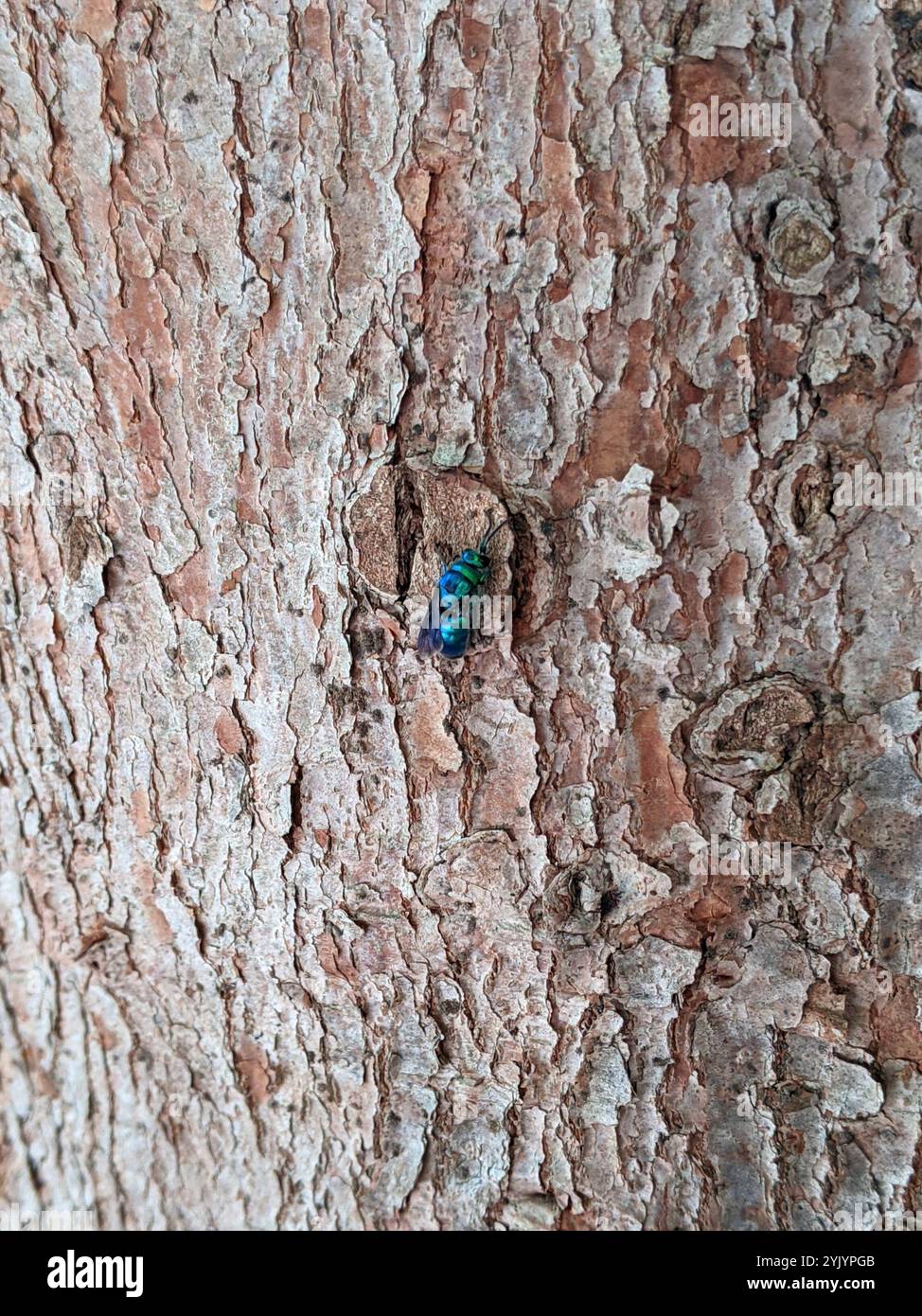 Metallic Bluish-green Cuckoo Wasp (Chrysis angolensis Stock Photo - Alamy
