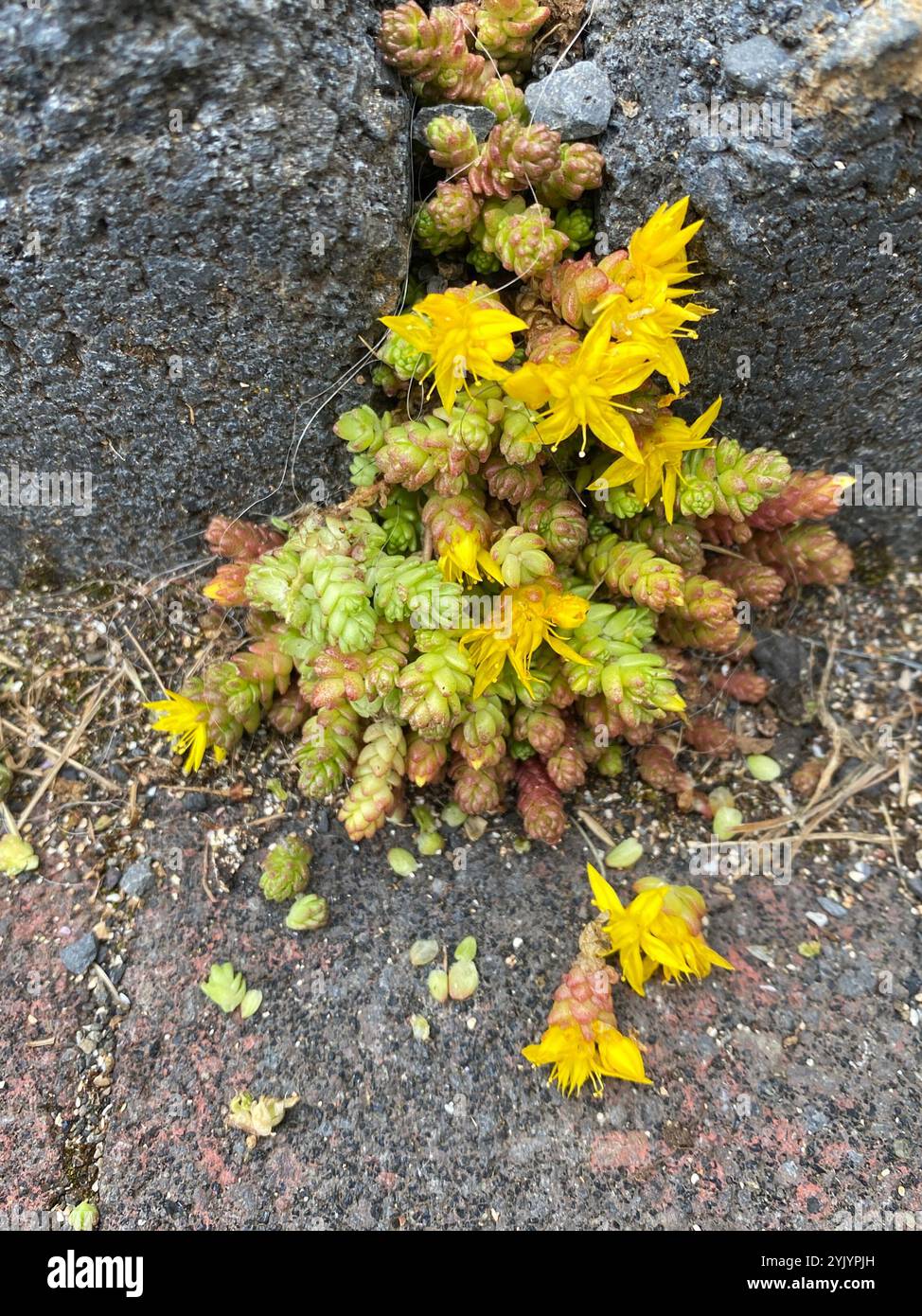 Biting Stonecrop (Sedum acre Stock Photo - Alamy