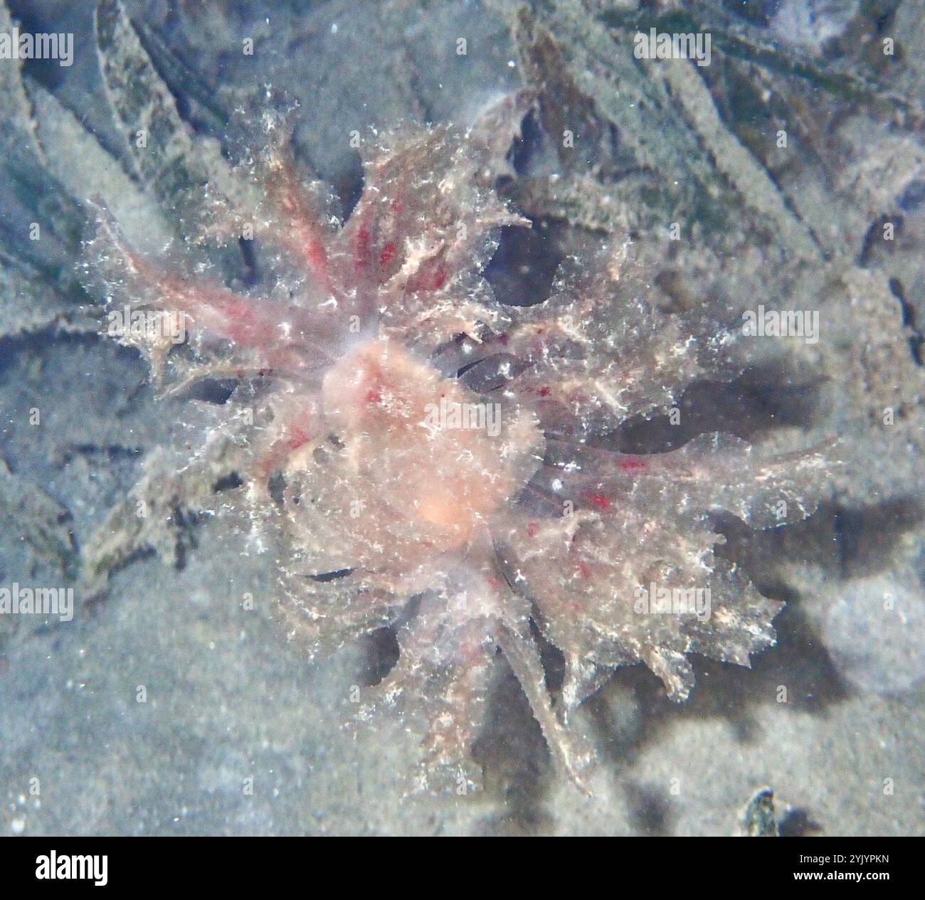 Polybranchia hi-res stock photography and images - Alamy