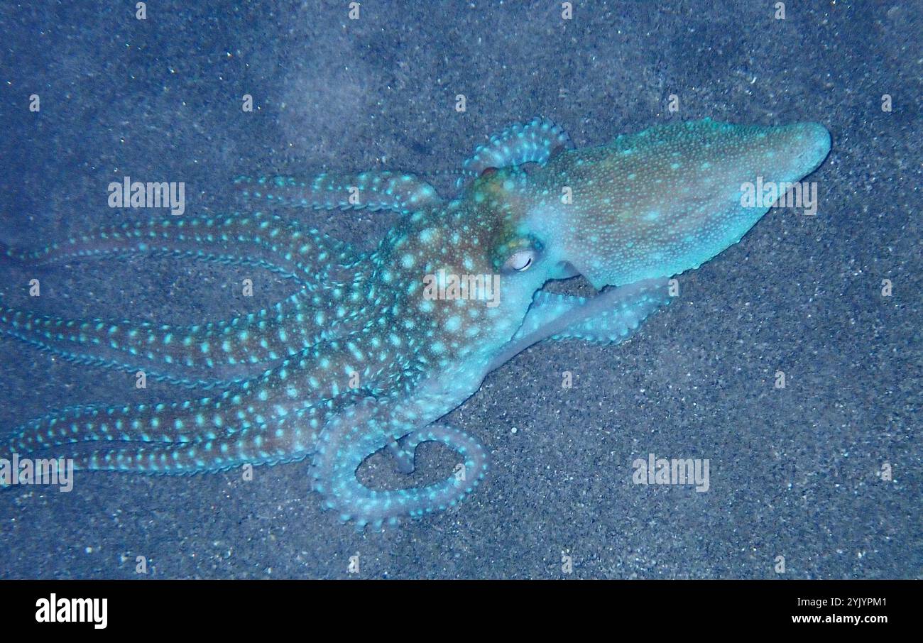 Ornate Night Octopus (Callistoctopus ornatus Stock Photo - Alamy