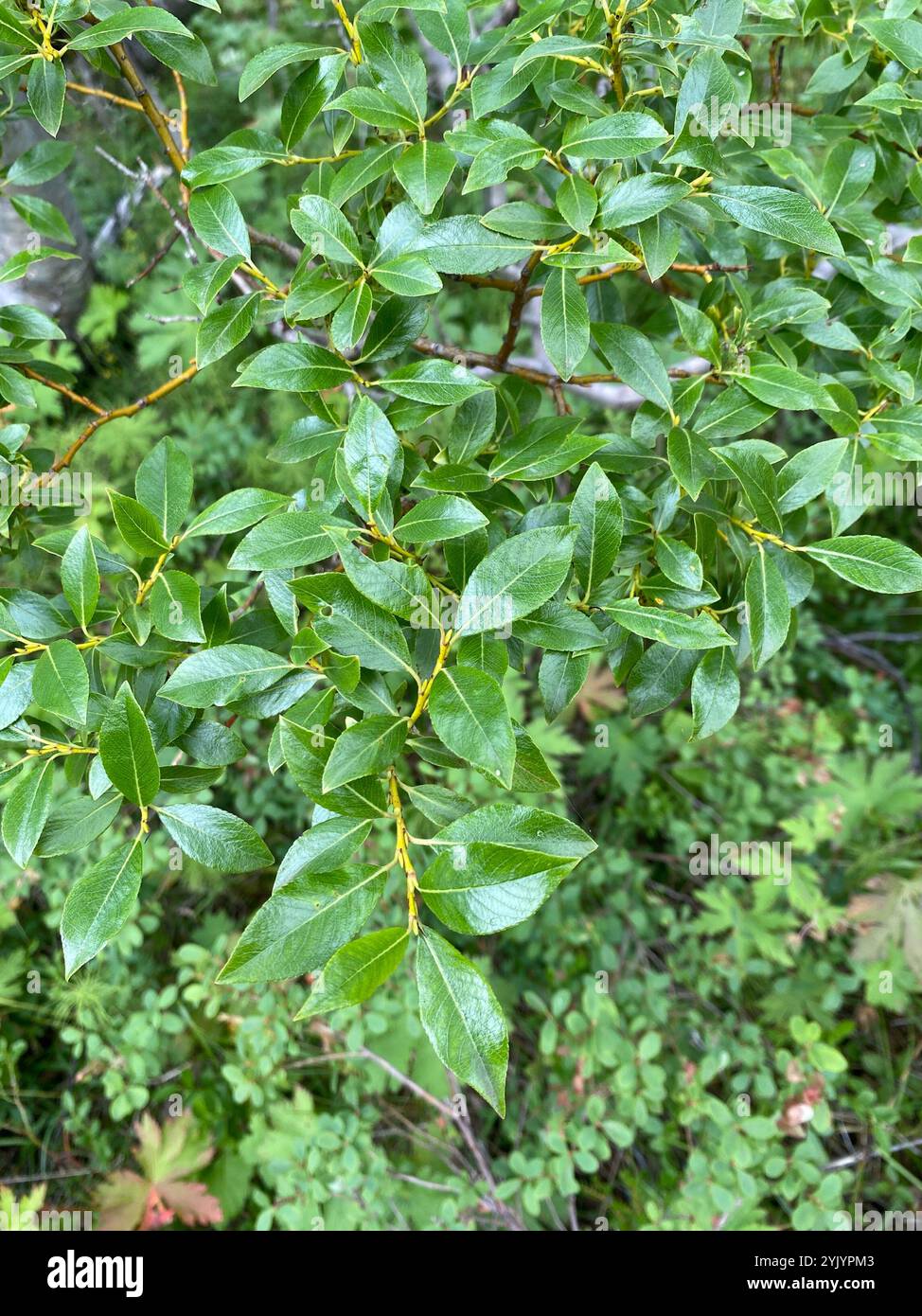 Tea-leaved Willow (Salix phylicifolia Stock Photo - Alamy