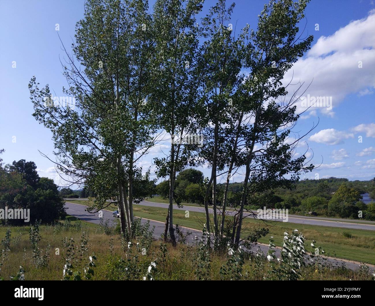 white poplar (Populus alba Stock Photo - Alamy