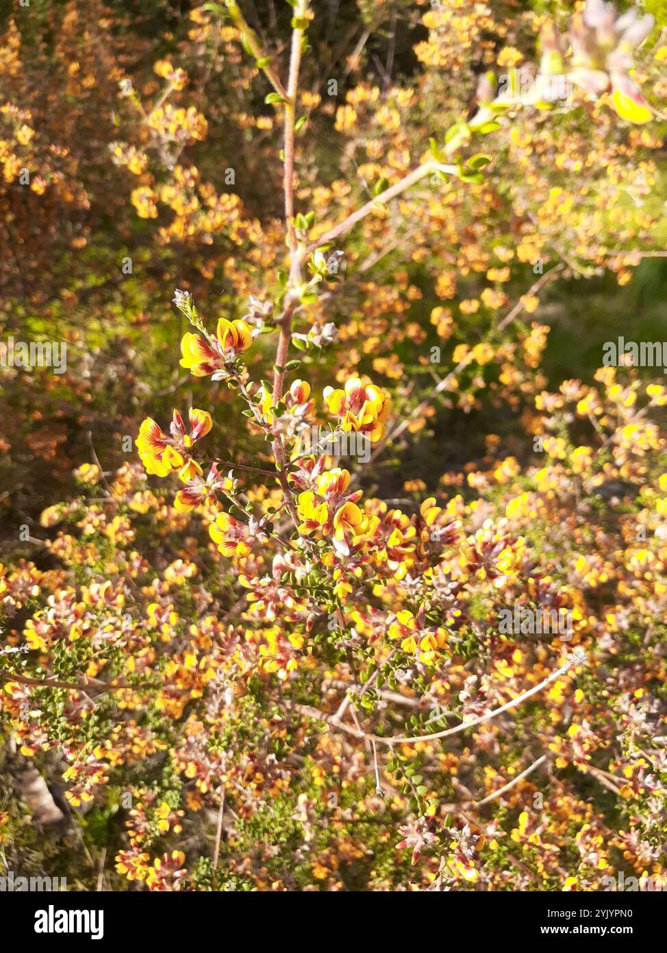 golden bush-pea (Pultenaea gunnii Stock Photo - Alamy