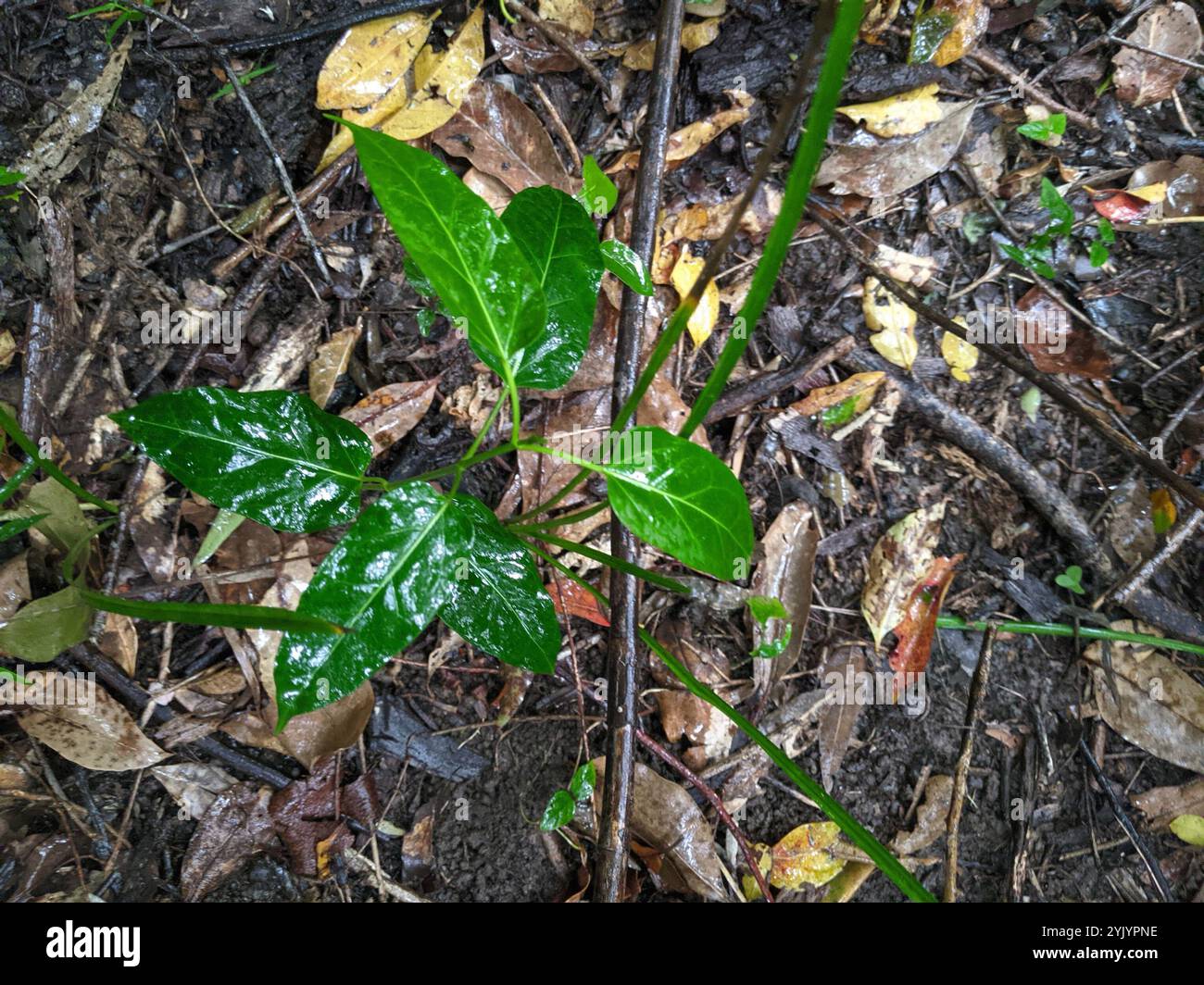 Common Milk Vine (Leichhardtia rostrata Stock Photo - Alamy