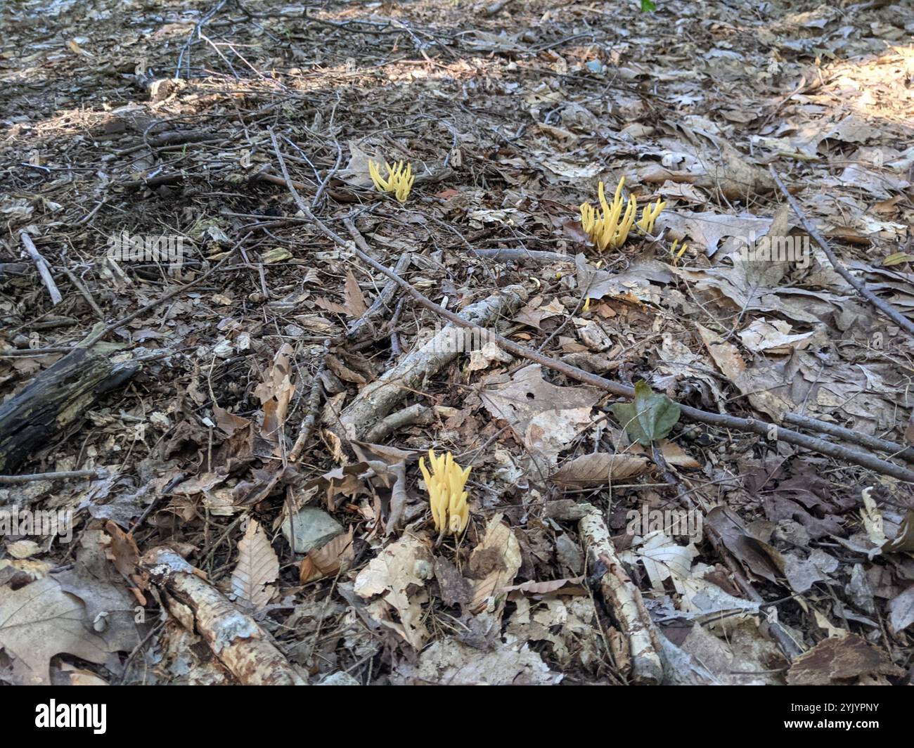 Golden Spindles (Clavulinopsis fusiformis Stock Photo - Alamy
