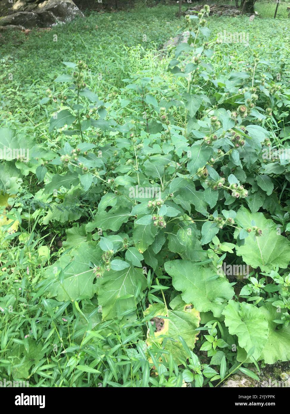 lesser burdock (Arctium minus Stock Photo - Alamy