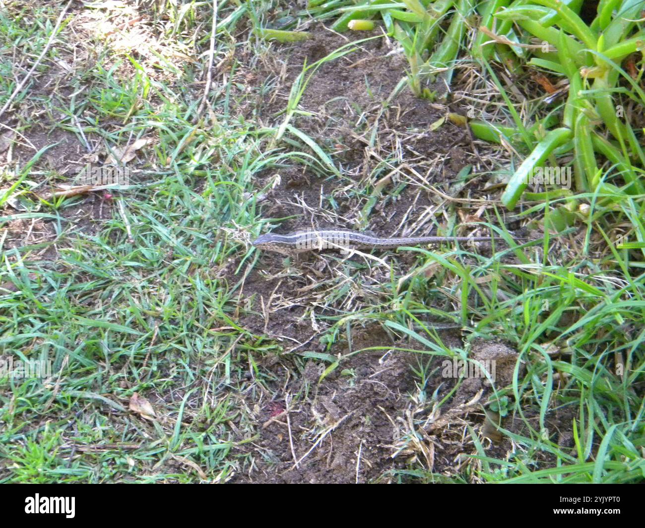 Cape Skink (Trachylepis capensis Stock Photo - Alamy