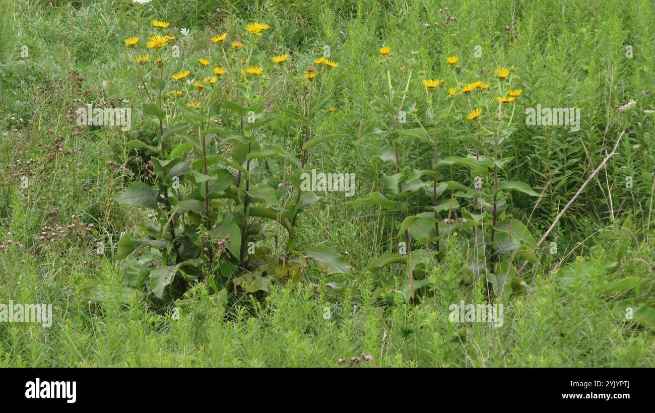 Elecampane (Inula helenium Stock Photo - Alamy