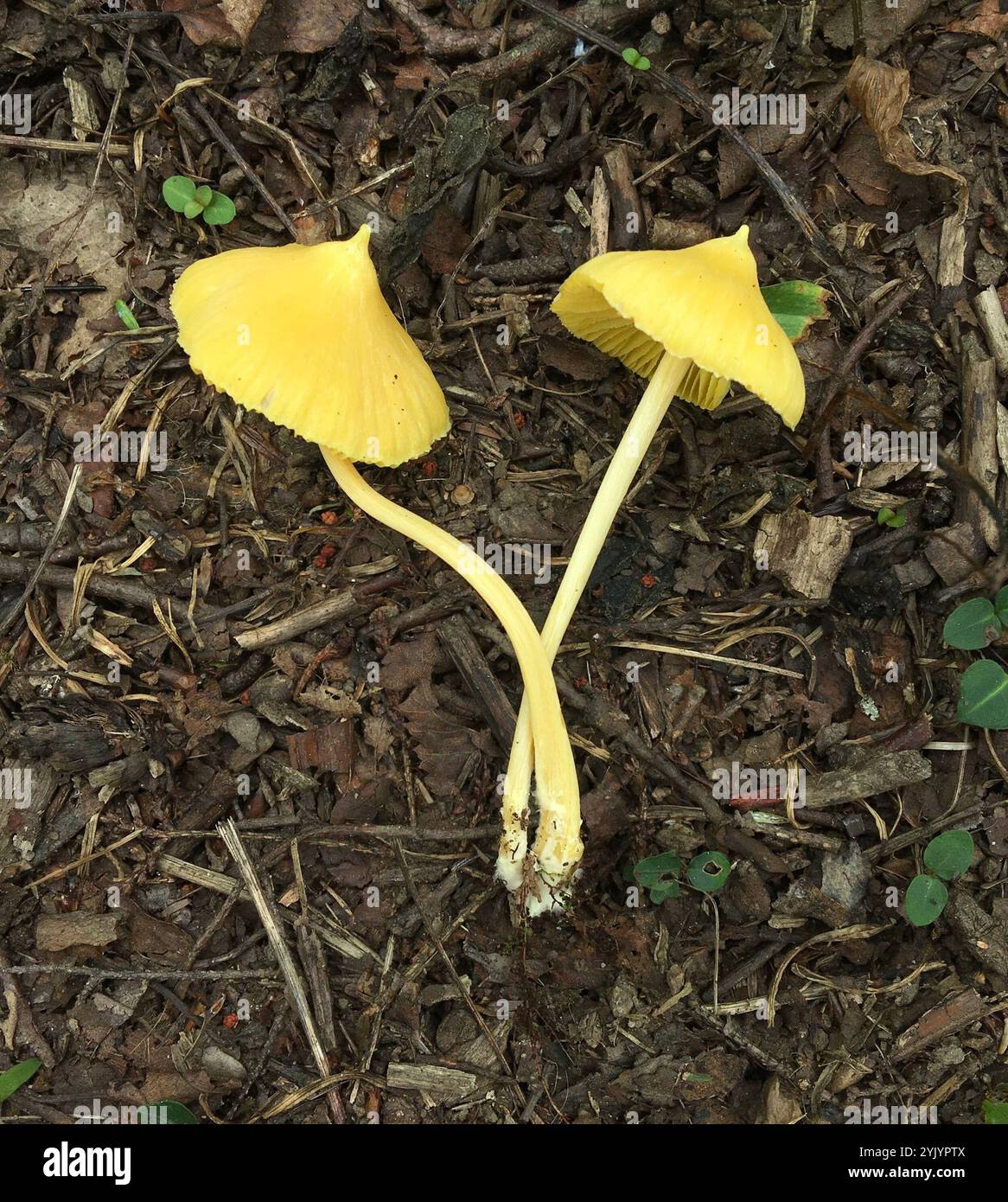 Yellow Unicorn Entoloma (Entoloma murrayi Stock Photo - Alamy
