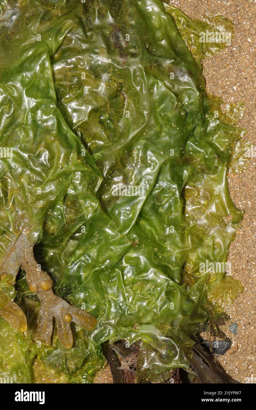Broadleaf Sea Lettuce (Ulva lactuca Stock Photo - Alamy