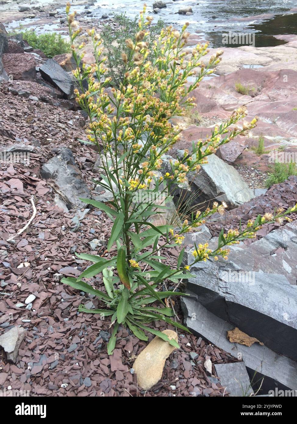 Racemose Goldenrod (Solidago racemosa Stock Photo - Alamy