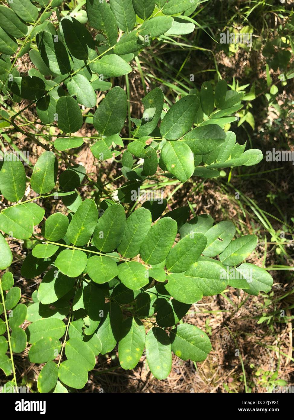 Shining False Indigo (Amorpha nitens Stock Photo - Alamy