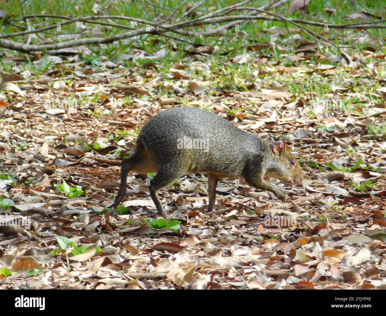 Azaras agouti dasyprocta azarae hi-res stock photography and images - Alamy