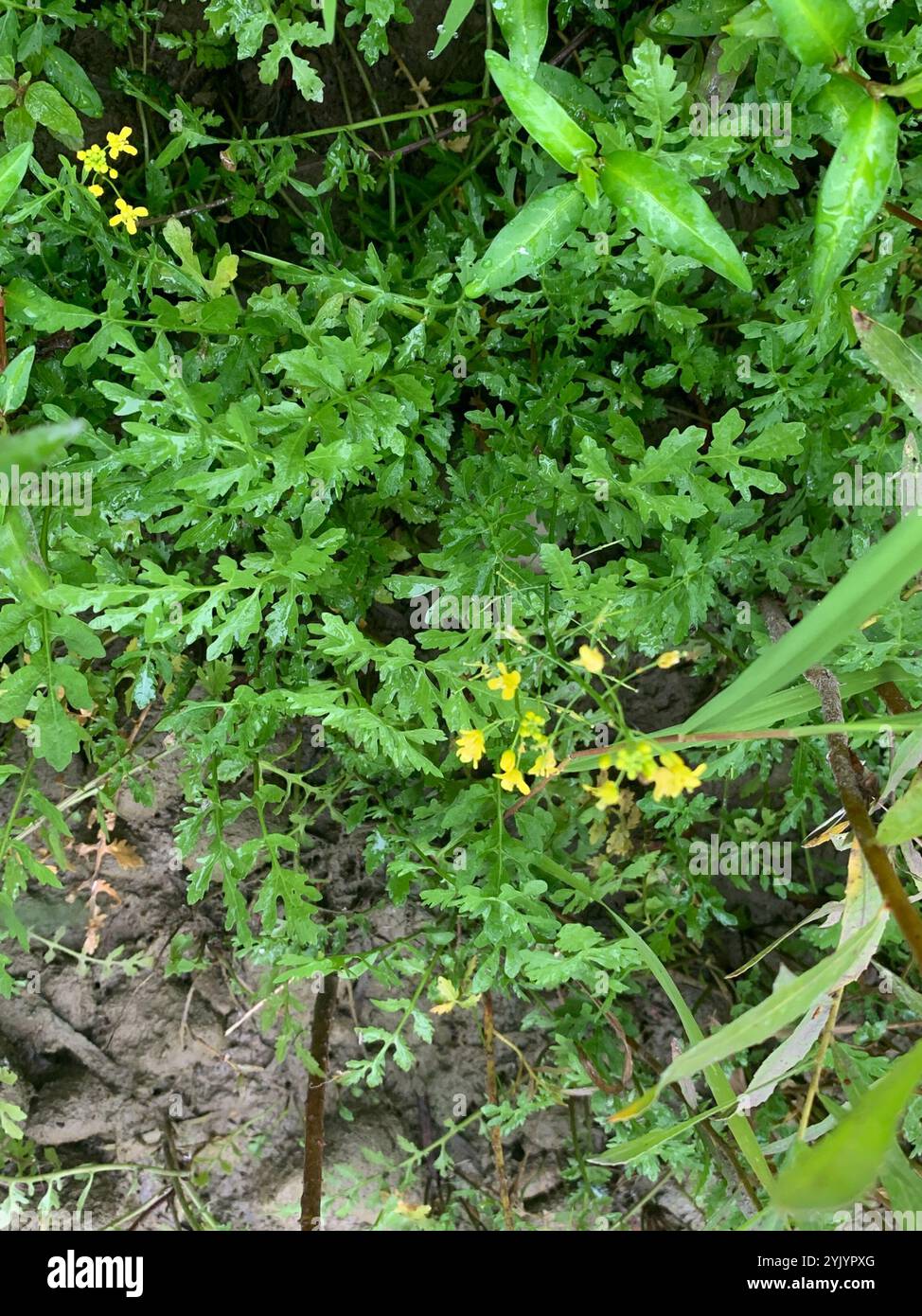 Creeping Yellowcress (Rorippa sylvestris Stock Photo - Alamy