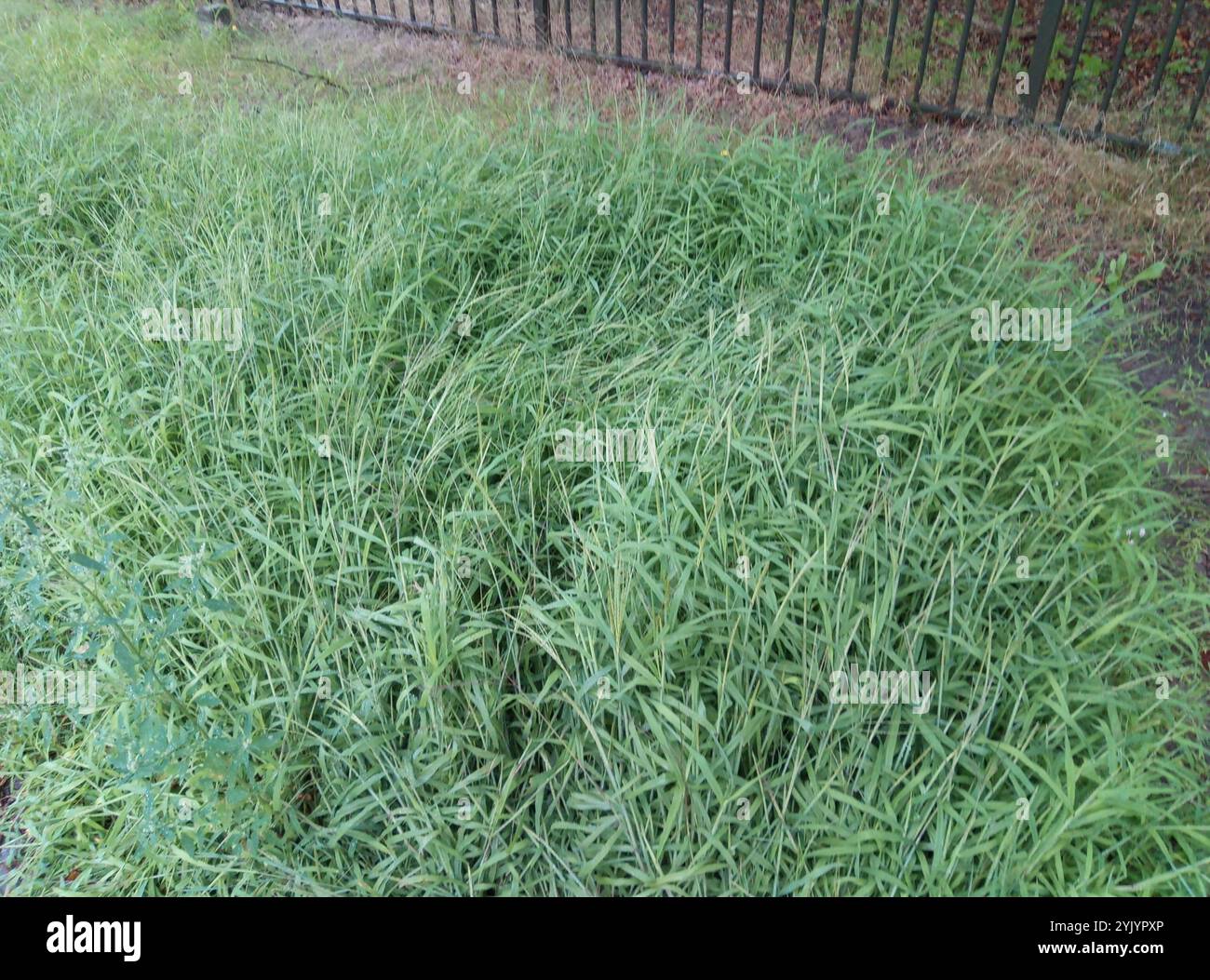 Hairy Crabgrass (Digitaria sanguinalis Stock Photo - Alamy