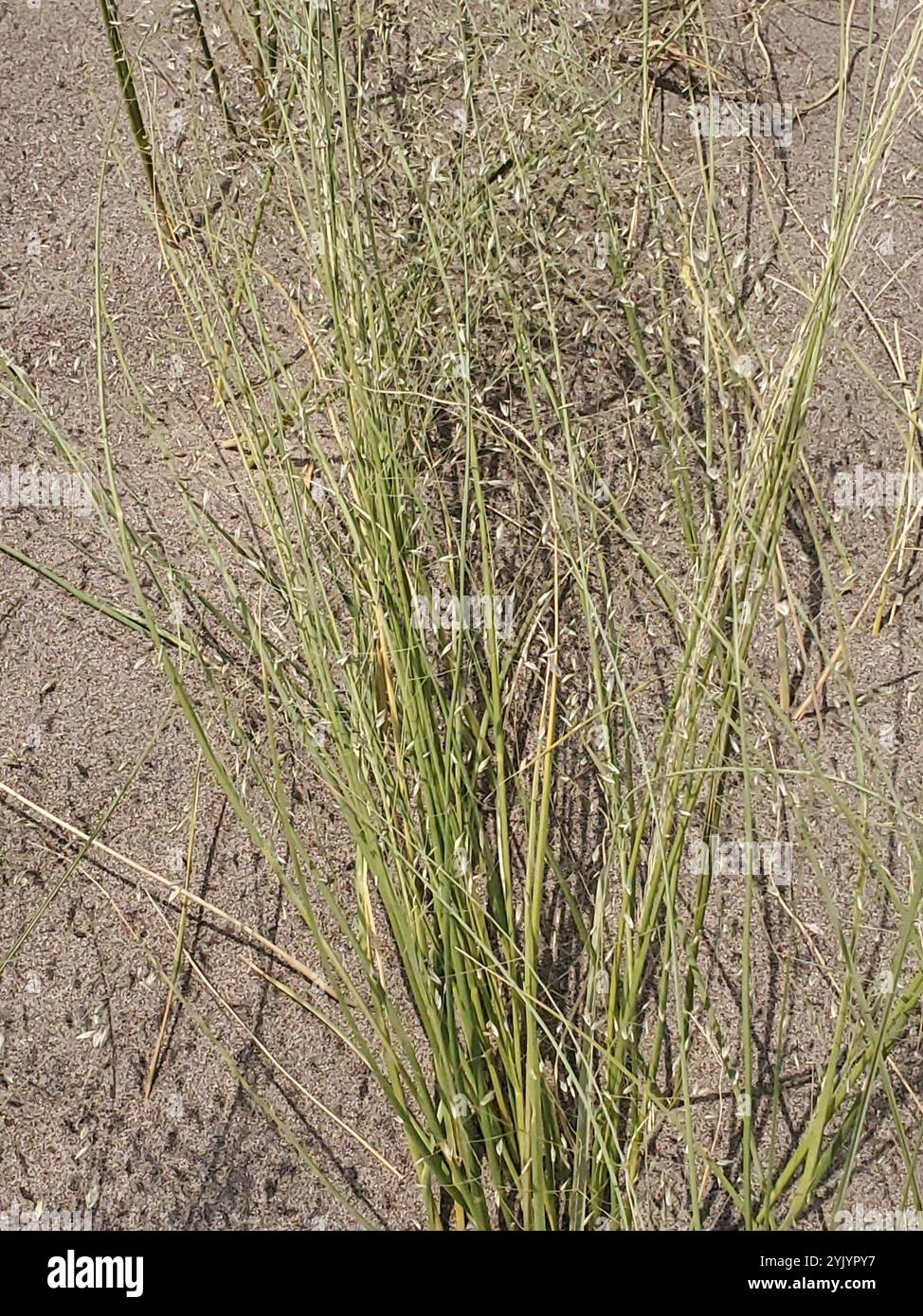 Sand Ricegrass (Eriocoma hymenoides Stock Photo - Alamy