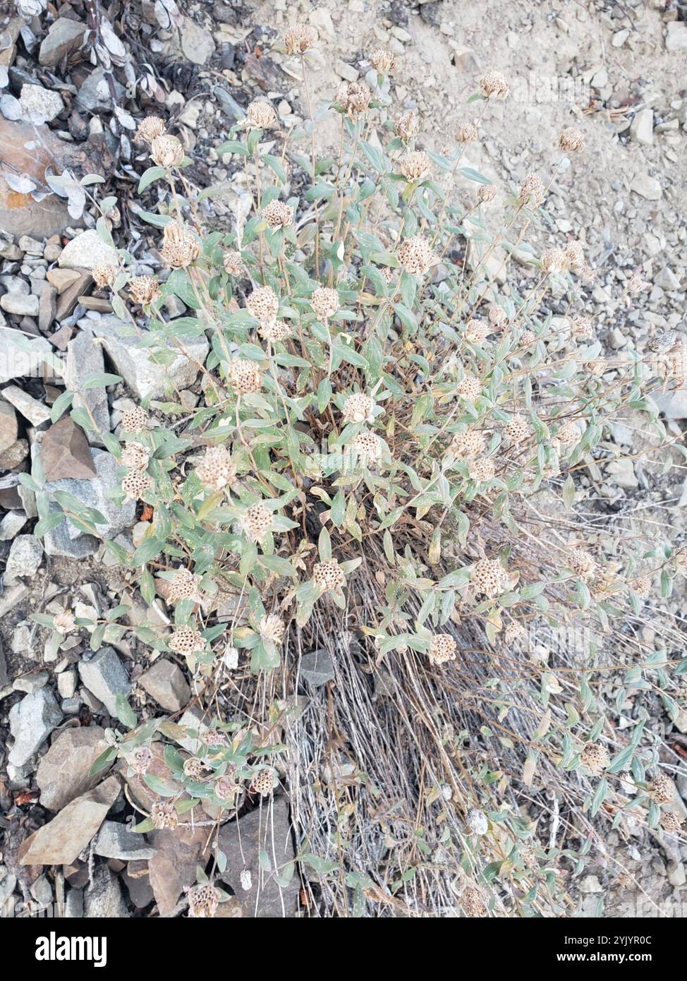 mountain coyote mint (Monardella odoratissima Stock Photo - Alamy