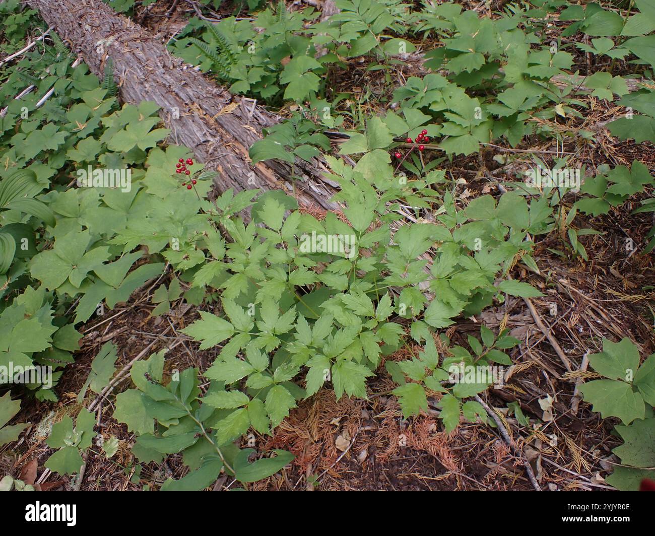 red baneberry (Actaea rubra Stock Photo - Alamy