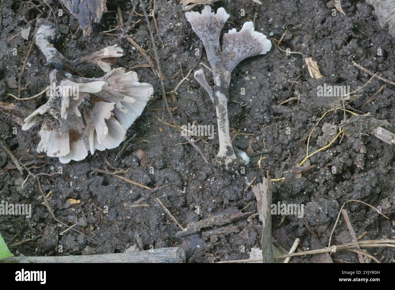 stinking earthfan (Thelephora palmata Stock Photo - Alamy