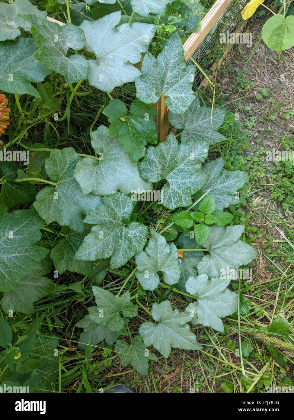 winter squash (Cucurbita maxima Stock Photo - Alamy
