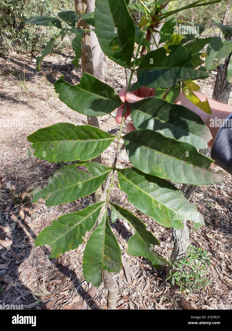 Flindersia australis hi-res stock photography and images - Alamy