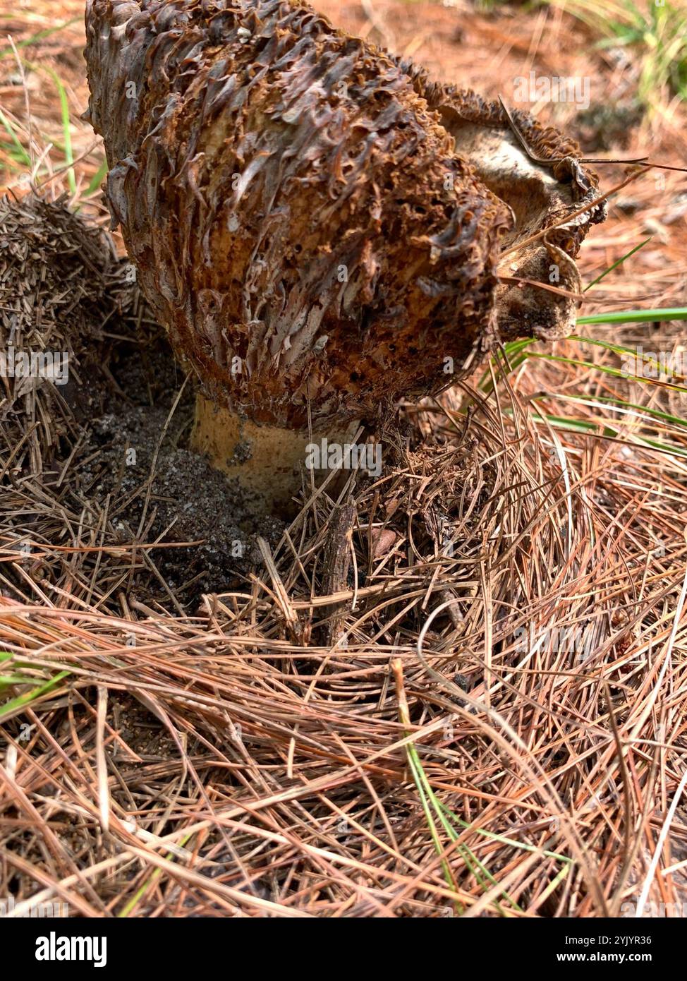 Russula brevipes hi-res stock photography and images - Alamy