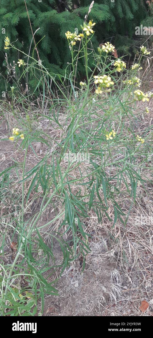 Tall Tumblemustard (Sisymbrium altissimum Stock Photo - Alamy