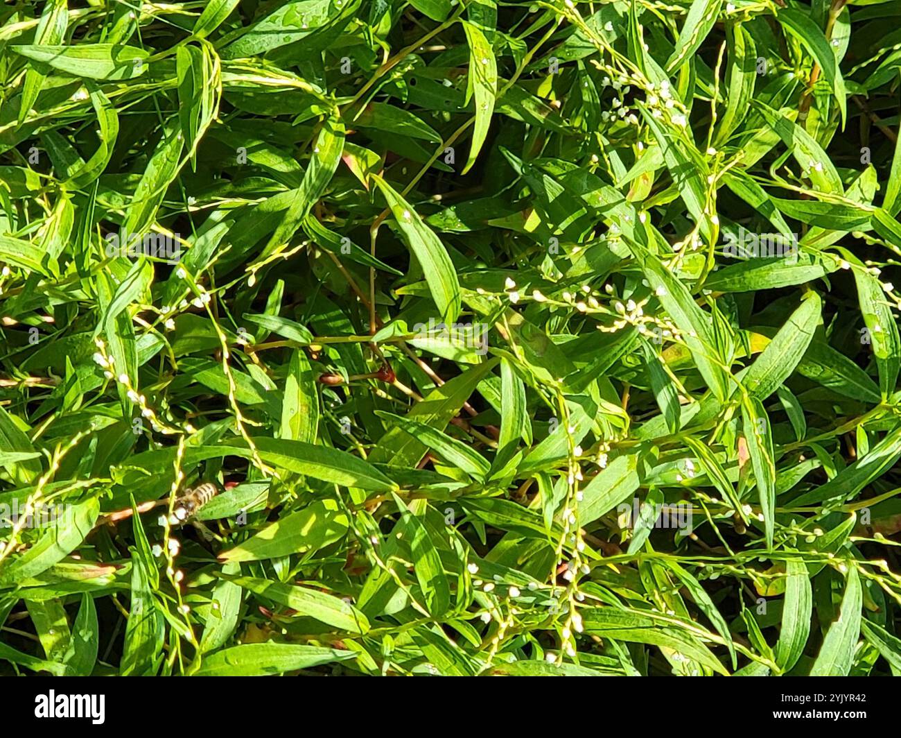 swamp smartweed (Persicaria hydropiperoides Stock Photo - Alamy