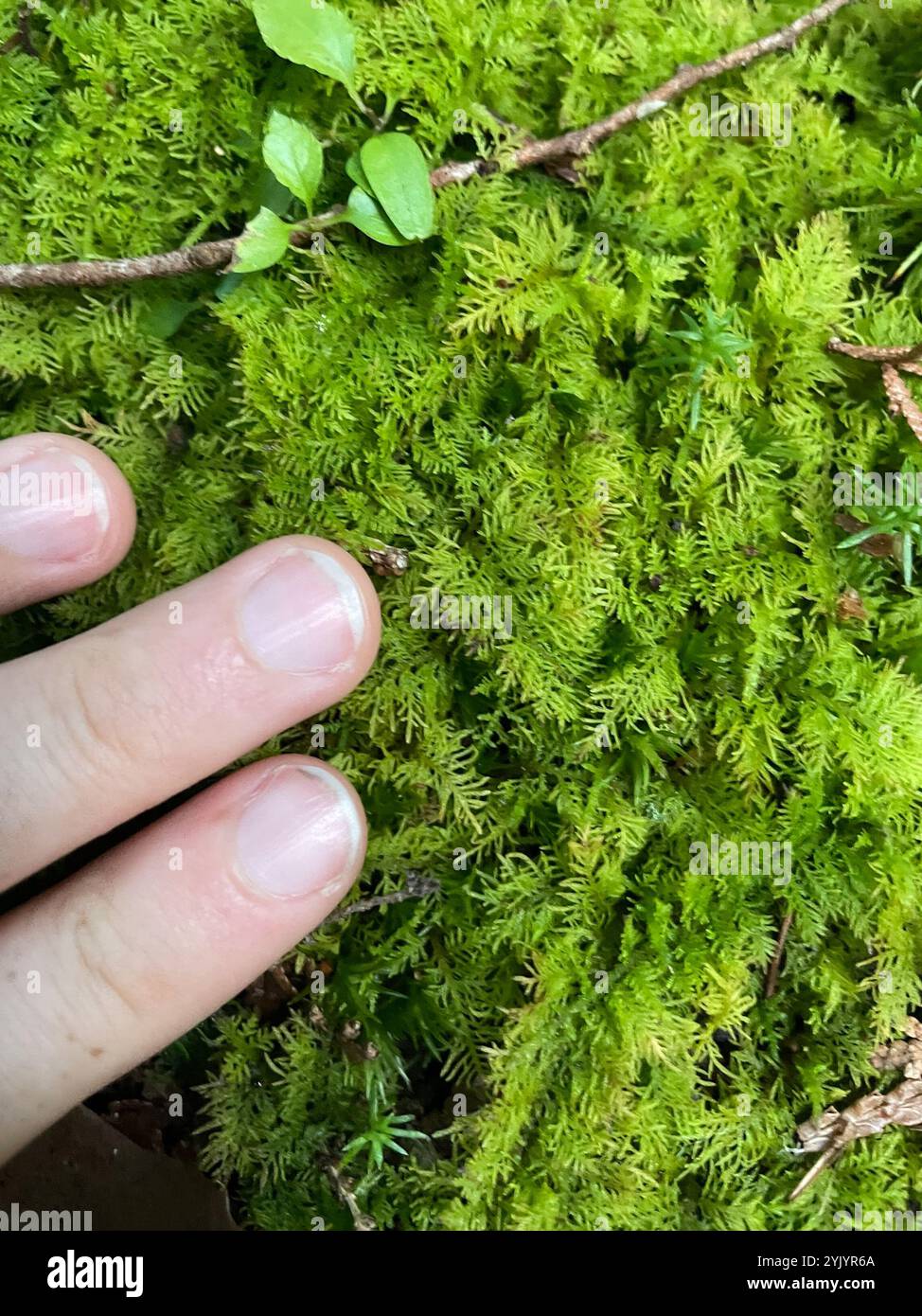 delicate fern moss (Thuidium delicatulum Stock Photo - Alamy