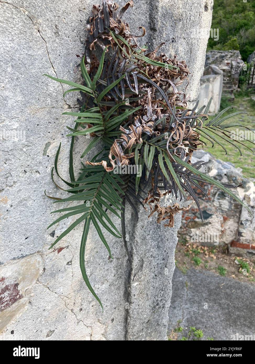 Ladder brake (Pteris vittata Stock Photo - Alamy