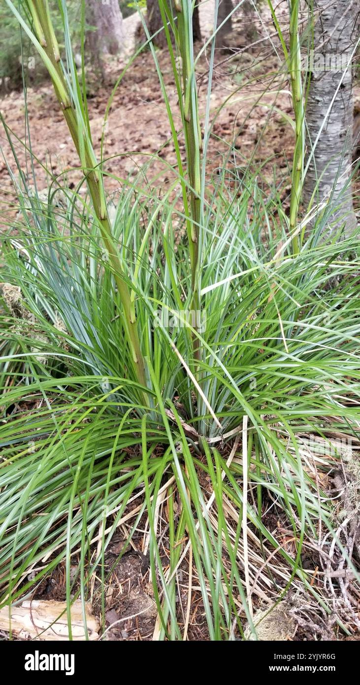 common beargrass (Xerophyllum tenax Stock Photo - Alamy