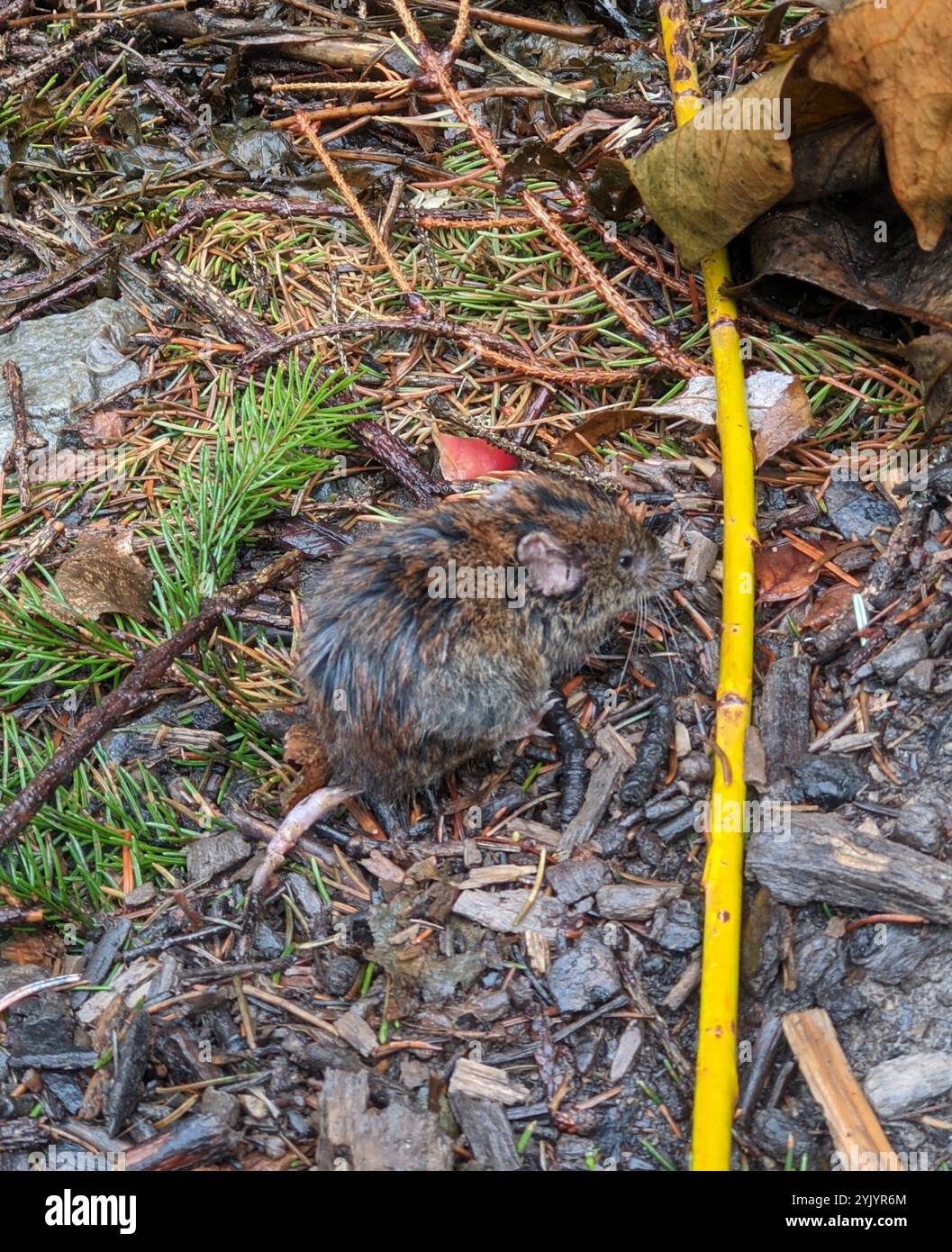 Voles, Lemmings, and Muskrats (Arvicolinae Stock Photo - Alamy