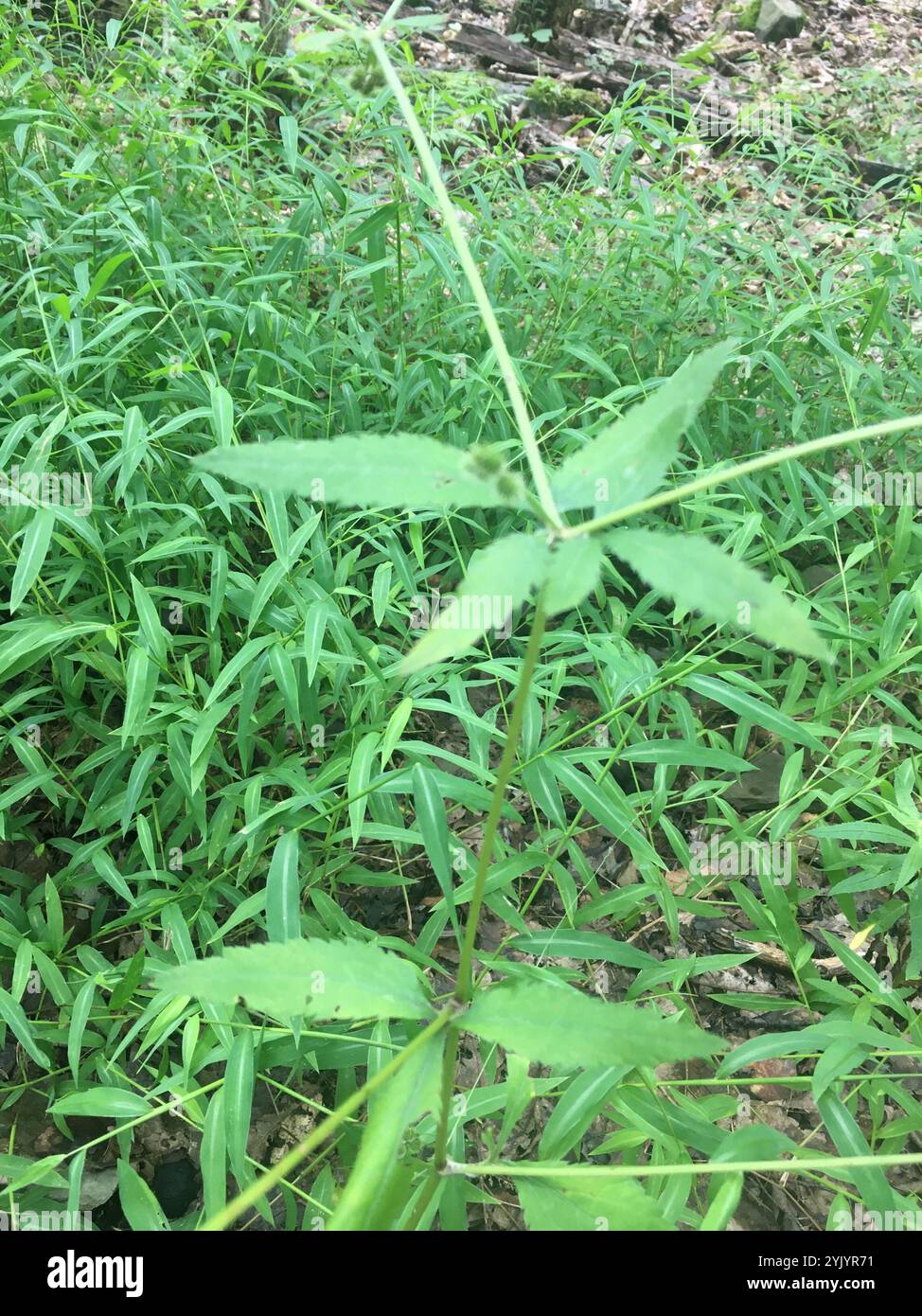 Black Snakeroot (Sanicula canadensis Stock Photo - Alamy
