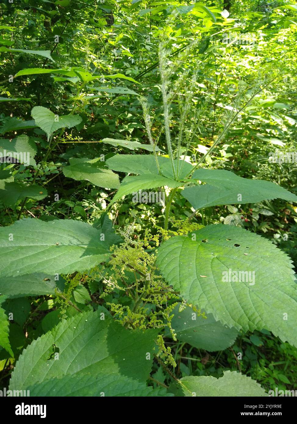 nettle family (Urticaceae Stock Photo - Alamy