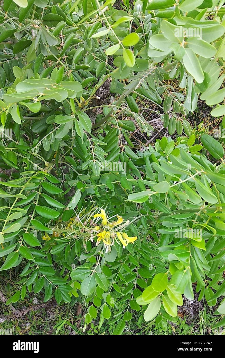 Necklace pod (Sophora tomentosa Stock Photo - Alamy