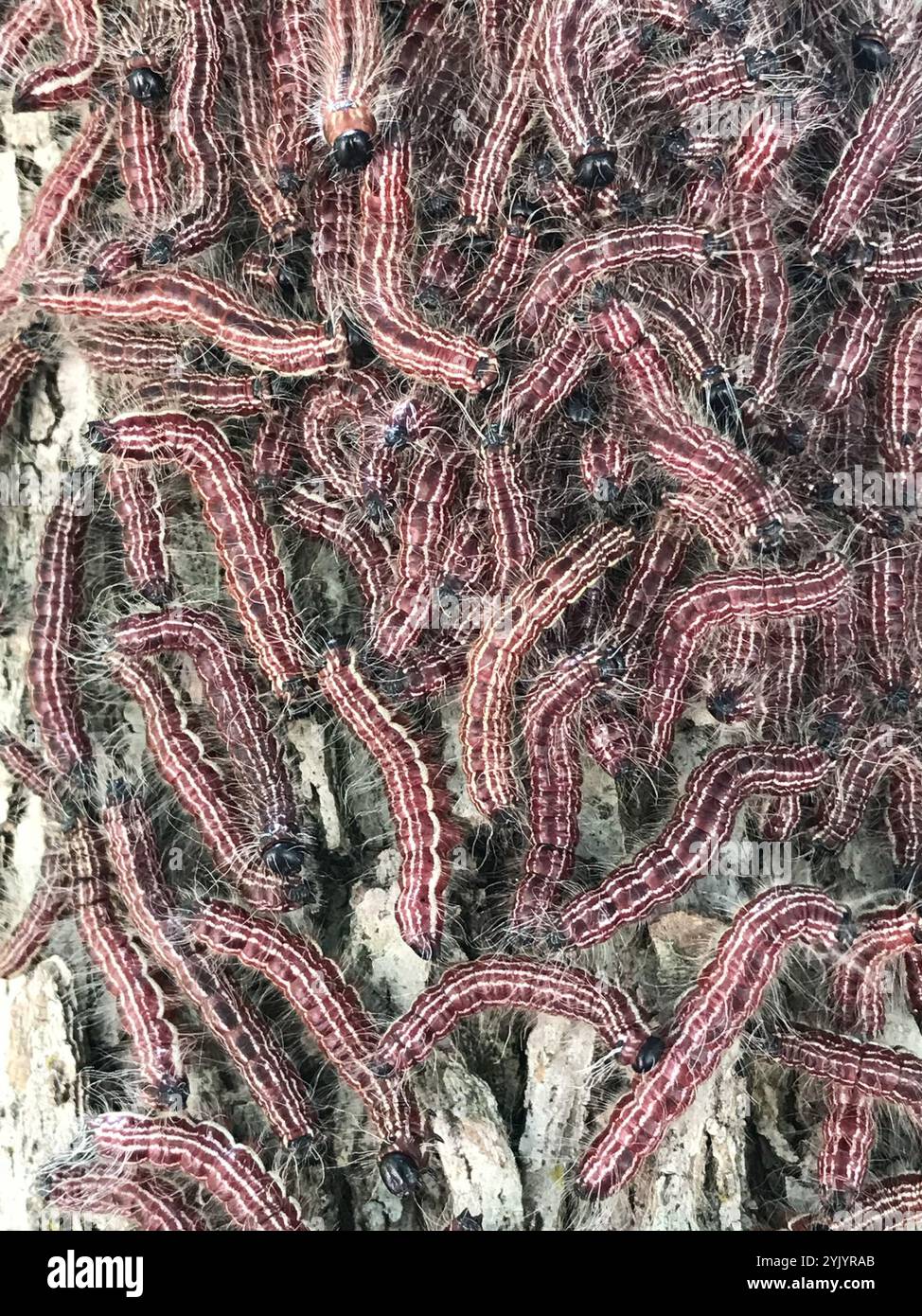 Walnut Caterpillar Moth (Datana integerrima Stock Photo - Alamy