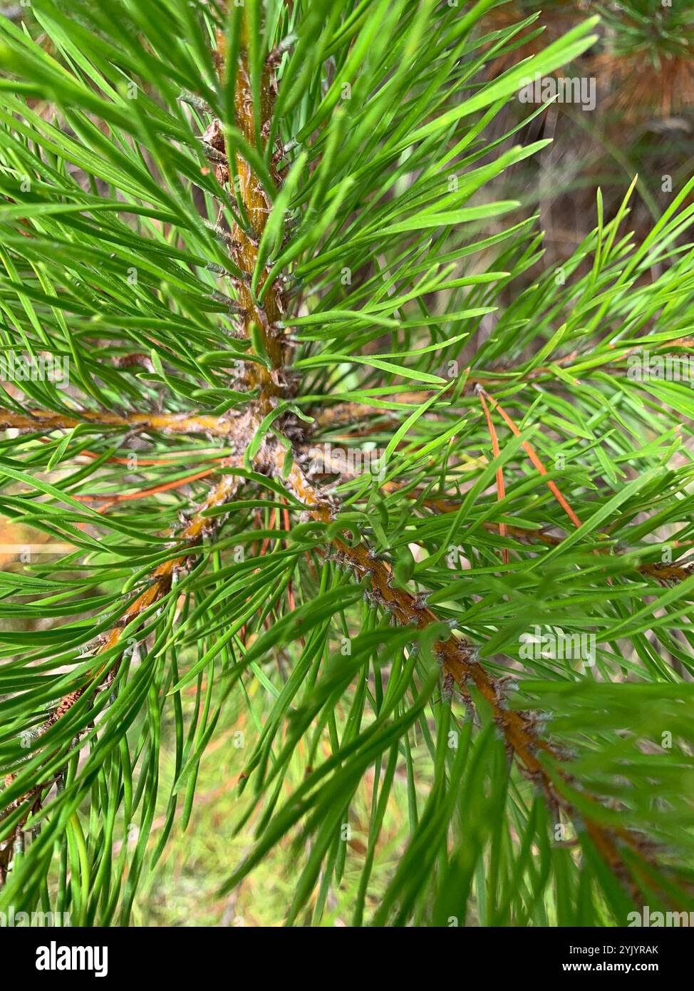 Shore Pine (Pinus contorta contorta Stock Photo - Alamy