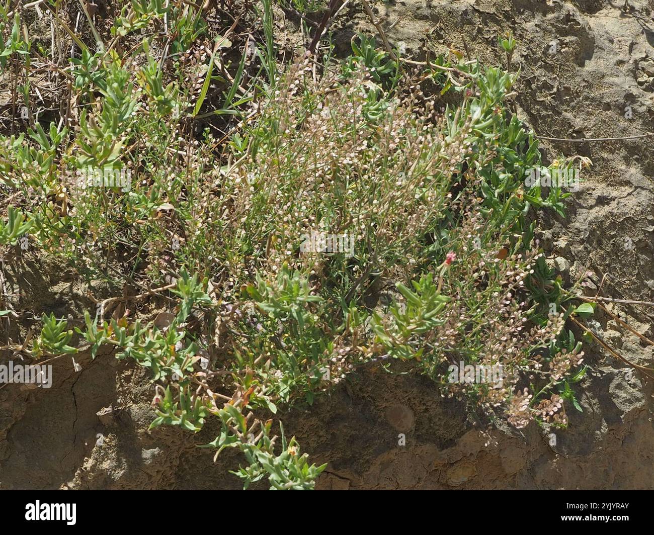 Virginia pepperweed (Lepidium virginicum Stock Photo - Alamy