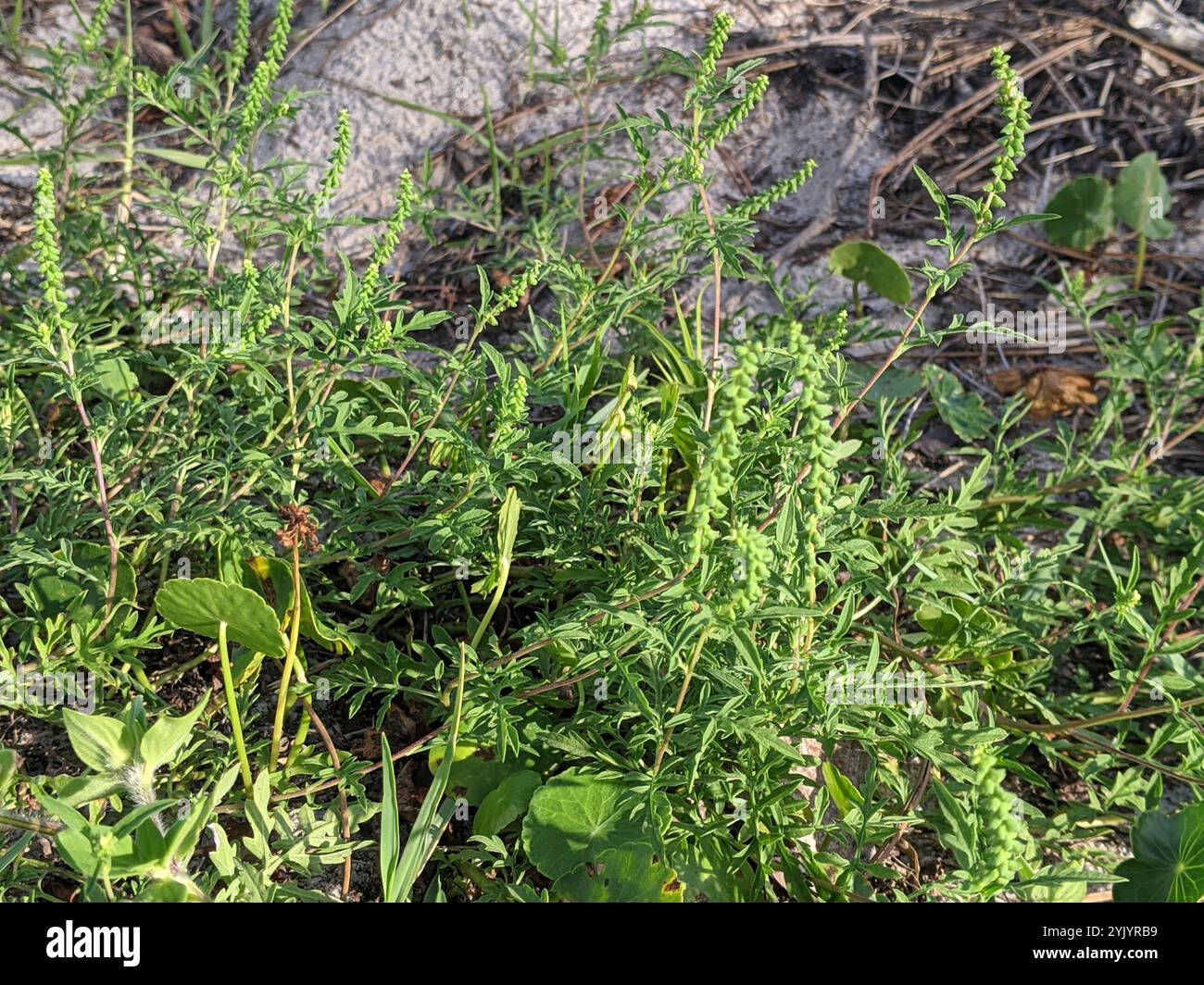 common ragweed (Ambrosia artemisiifolia Stock Photo - Alamy