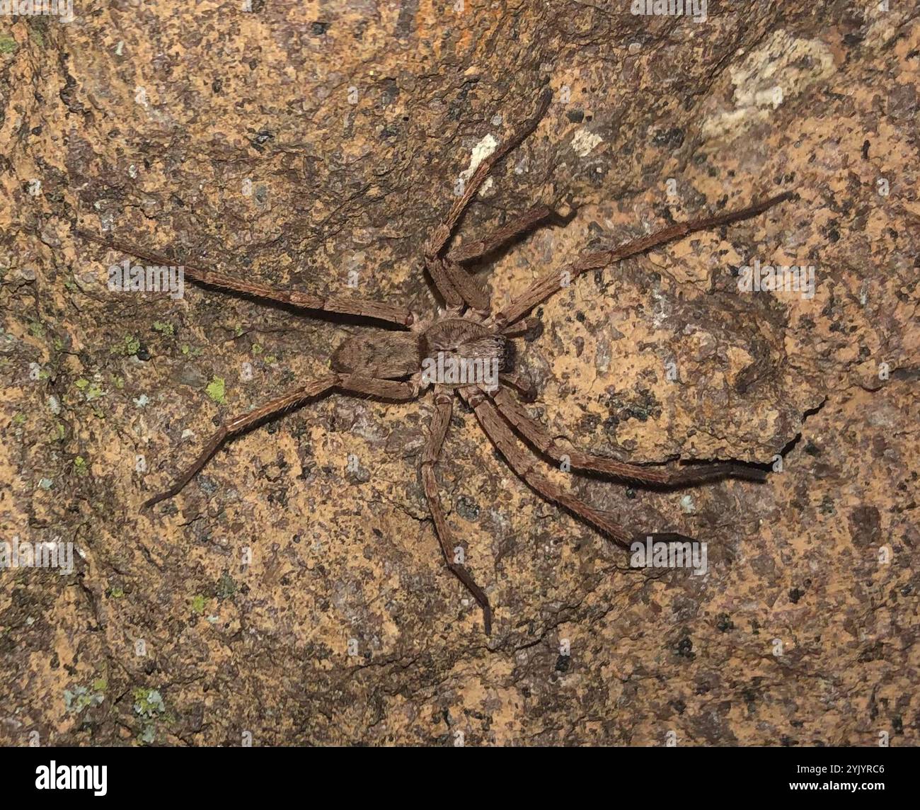 RTA Clade Spiders (Rta clade Stock Photo - Alamy
