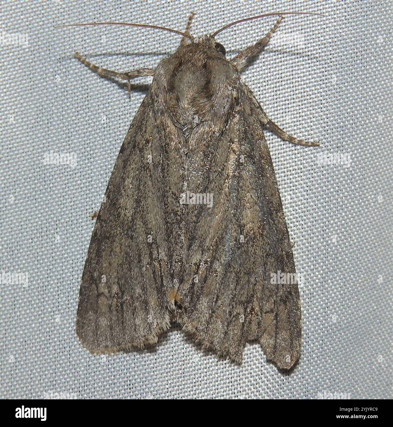 Dagger Moths (Acronicta Stock Photo - Alamy