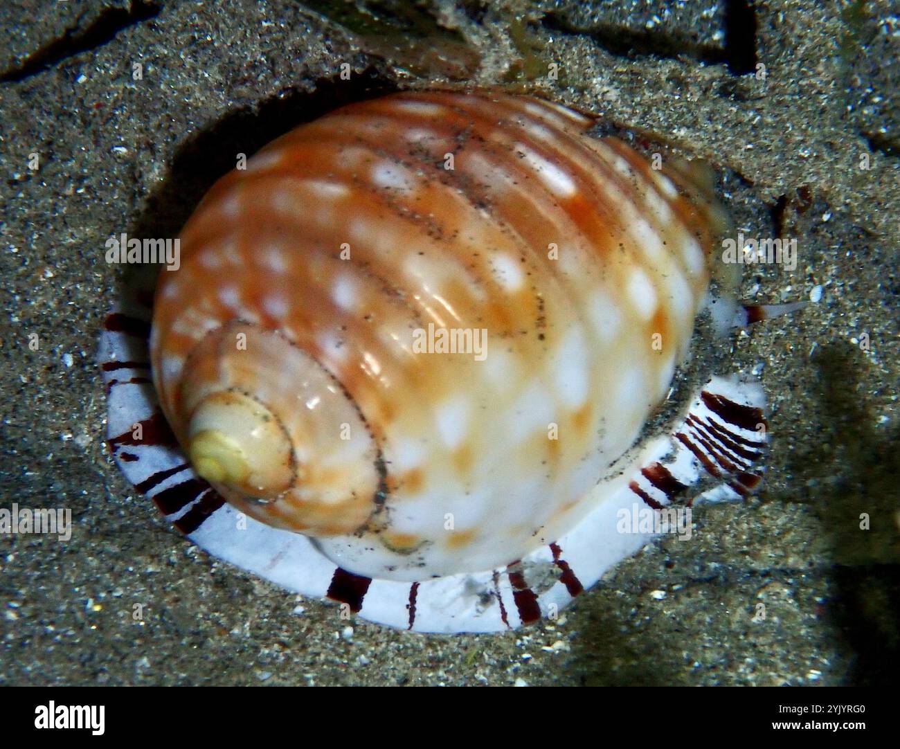 Apple Tun Snail (Malea pomum Stock Photo - Alamy